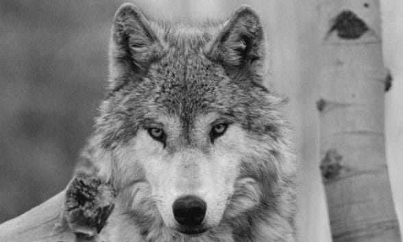 43 Famous Wolf Names From Books And Movies - PetPress