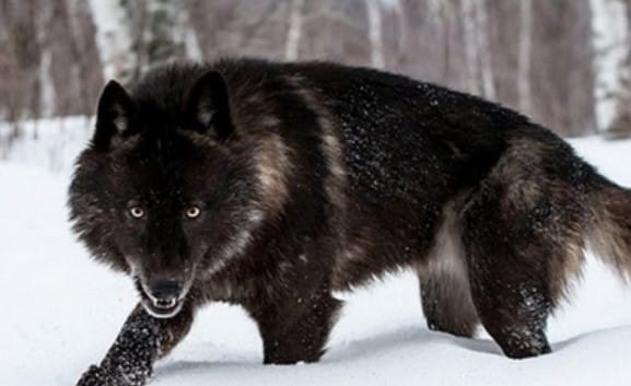 Best Wolf Names For Naming A Pet Wolf - PetPress