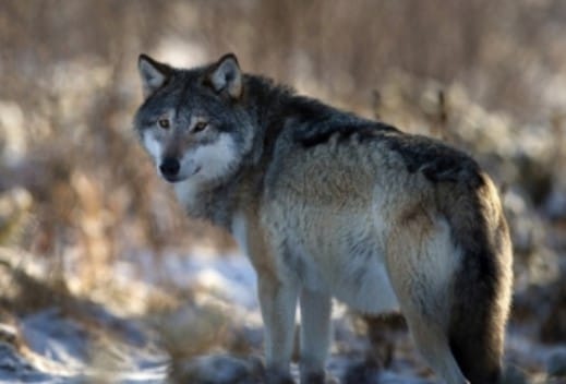 Best Wolf Names For Naming A Pet Wolf - PetPress