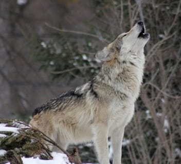 30+ Native American Wolf Names With Meanings - PetPress