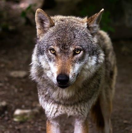 128 Powerful and Strong Wolf Names - PetPress