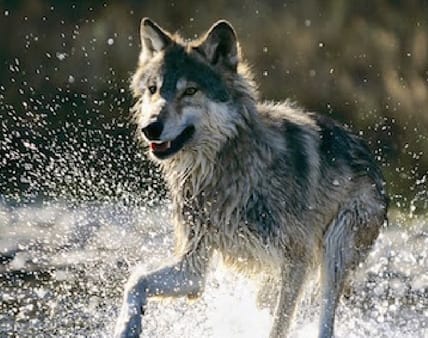 148 Best Male Wolf Names - PetPress