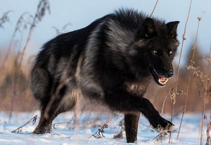 70+ Perfect Wolf Names For Male & Female Black Wolves | PetPress