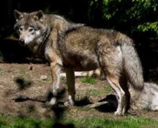 140 Best Female Wolf Names - PetPress