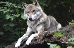 140 Best Female Wolf Names - PetPress