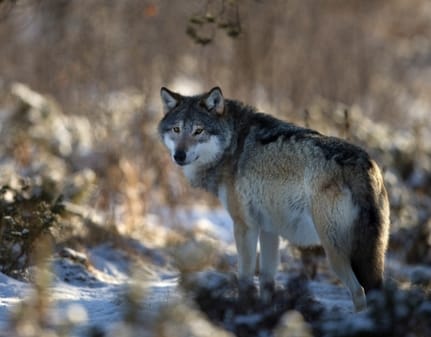 30+ Native American Wolf Names With Meanings - PetPress