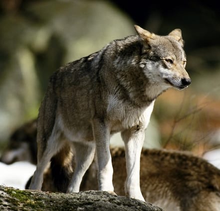 140 Best Female Wolf Names - PetPress
