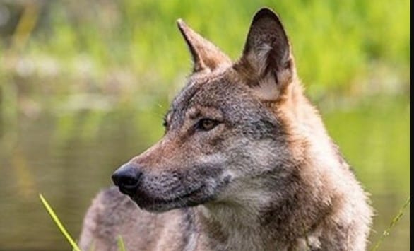 Best Wolf Names For Naming A Pet Wolf - PetPress