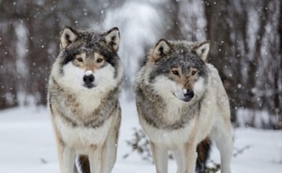 Best Wolf Names For Naming A Pet Wolf - PetPress