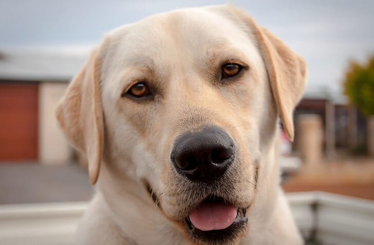 120 Yellow Lab Names - Popular Male and Female Names - PetPress