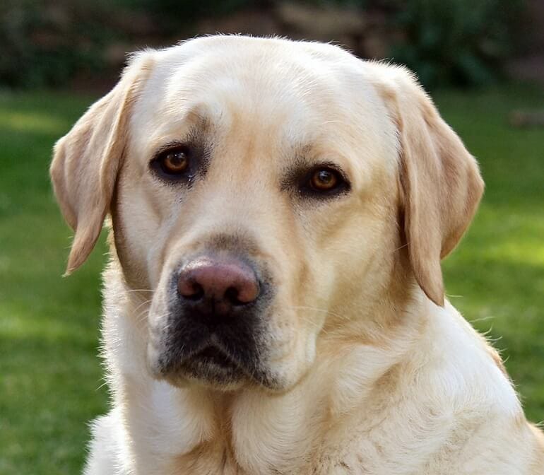 120 Yellow Lab Names - Popular Male and Female Names - PetPress