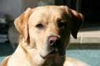 120 Yellow Lab Names - Popular Male and Female Names - PetPress