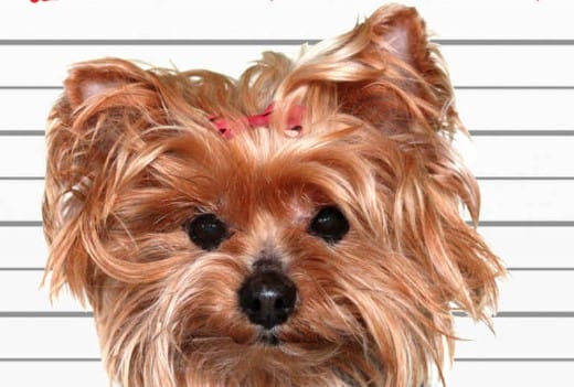 The 15 Most Realistic Yorkie Paintings - PetPress