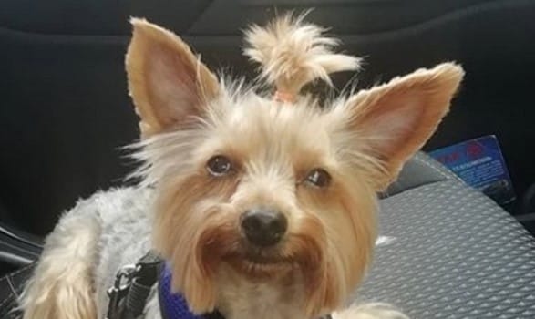 14 Things Only Yorkie Owners Will Understand - PetPress
