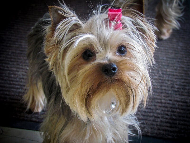 Yorkie Dog Names – 330 Adorable Yorkshire Terrier Name Ideas - PetPress