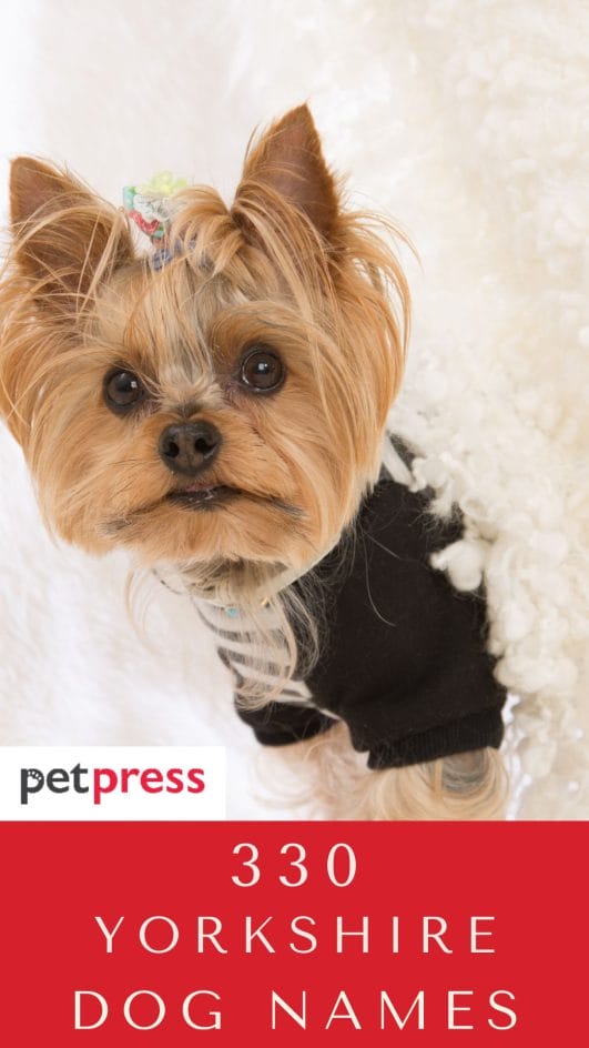 Yorkie Dog Names – 330 Adorable Yorkshire Terrier Name Ideas - PetPress