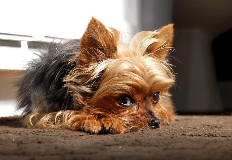 Top 70 Female Yorkie Names – Cute Girl Yorkie Names - PetPress
