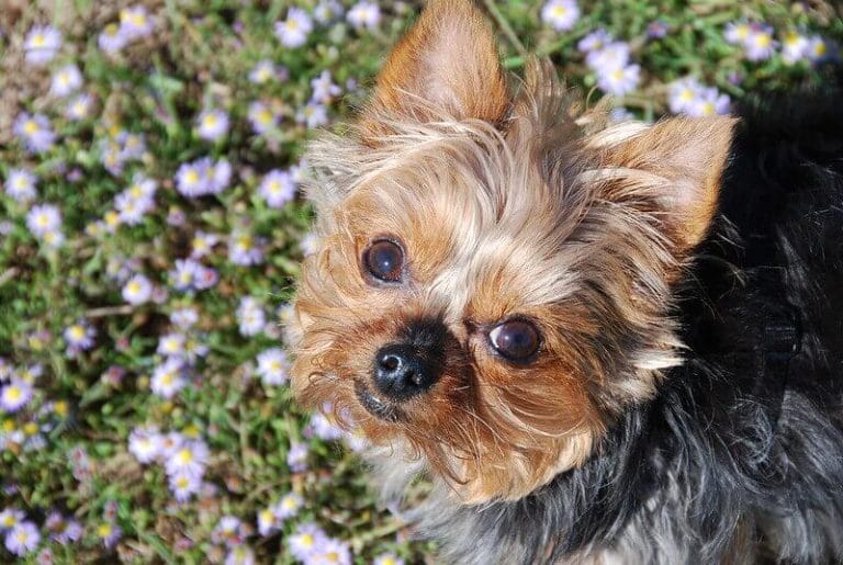Yorkie Dog Names – 330 Adorable Yorkshire Terrier Name Ideas - PetPress