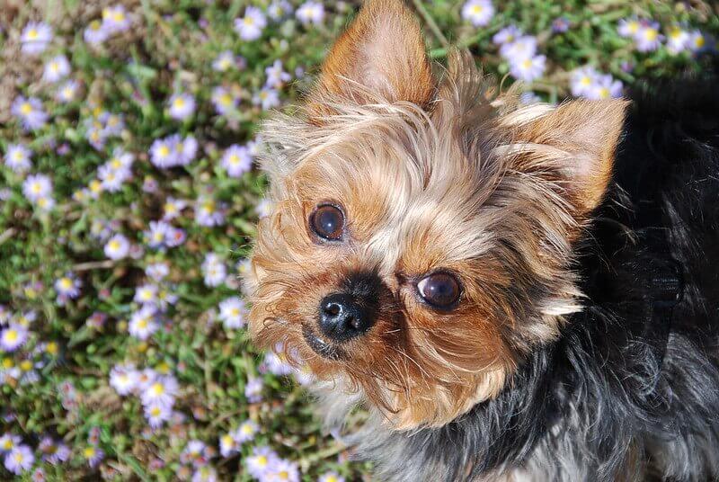 Yorkie Dog Names – 330 Adorable Yorkshire Terrier Name Ideas - PetPress