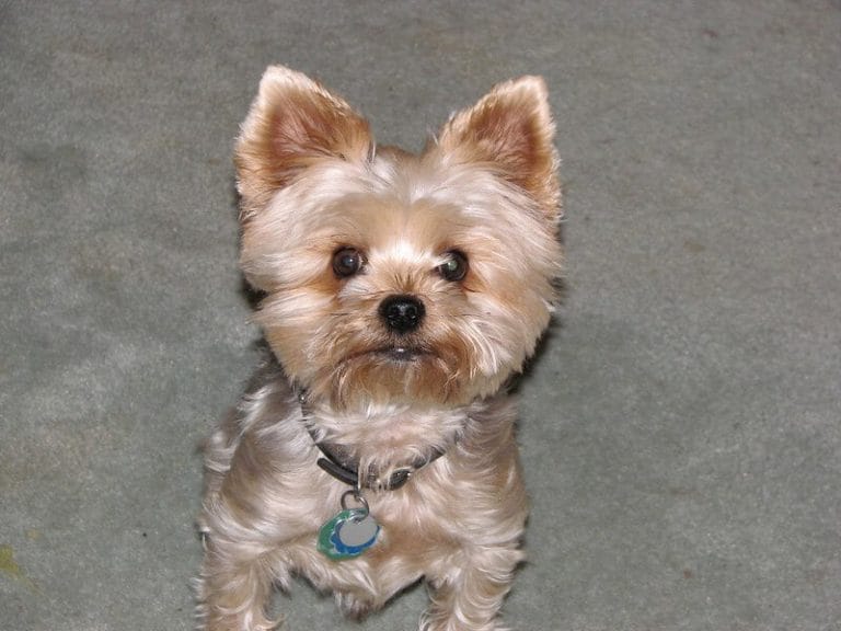 Yorkie Dog Names – 330 Adorable Yorkshire Terrier Name Ideas - PetPress