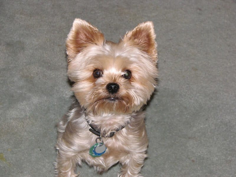 Yorkie Dog Names – 330 Adorable Yorkshire Terrier Name Ideas - PetPress