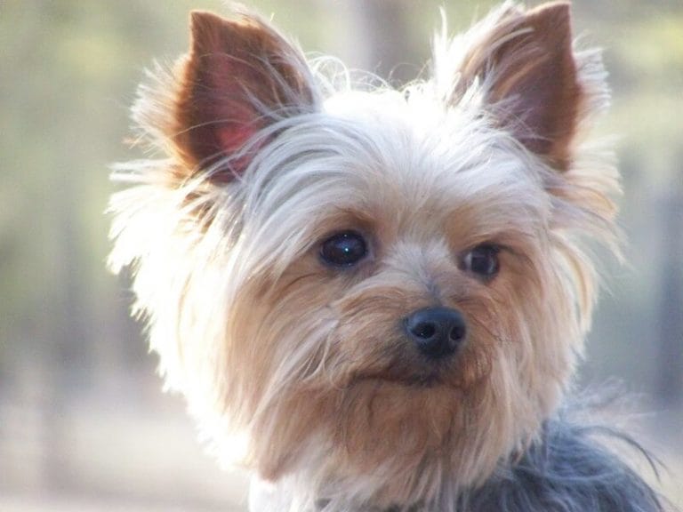 115 Male Yorkie Names - Cute Boy Yorkie Names - PetPress