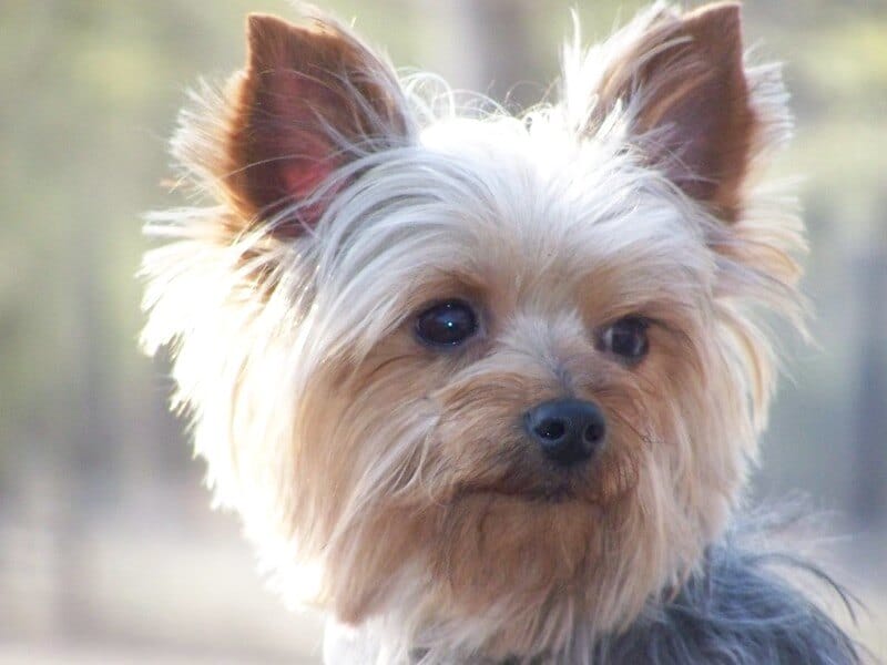 115 Male Yorkie Names - Cute Boy Yorkie Names - PetPress