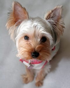 Top 70 Female Yorkie Names – Cute Girl Yorkie Names - PetPress