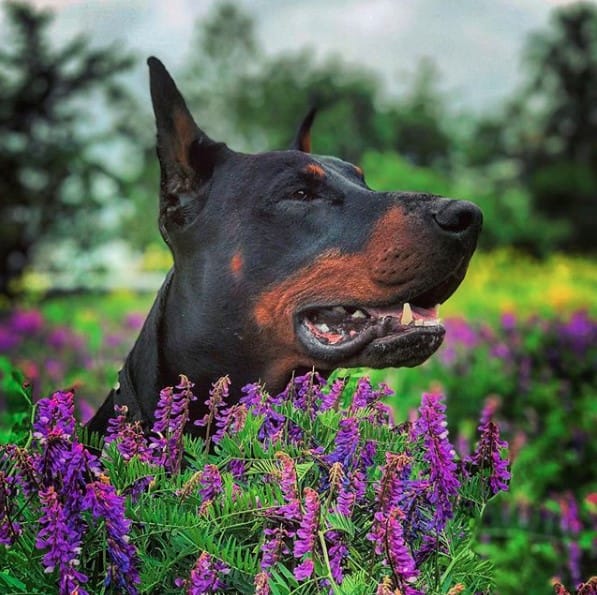 12+ Dobermans For Anyone Who’s Having A Bad Day - PetPress