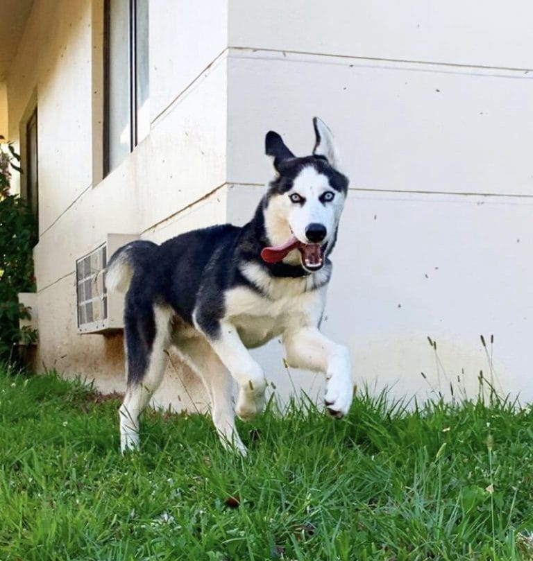 14 Evidence That Huskies Are The Most Amazing Dogs On The Planet - Page ...