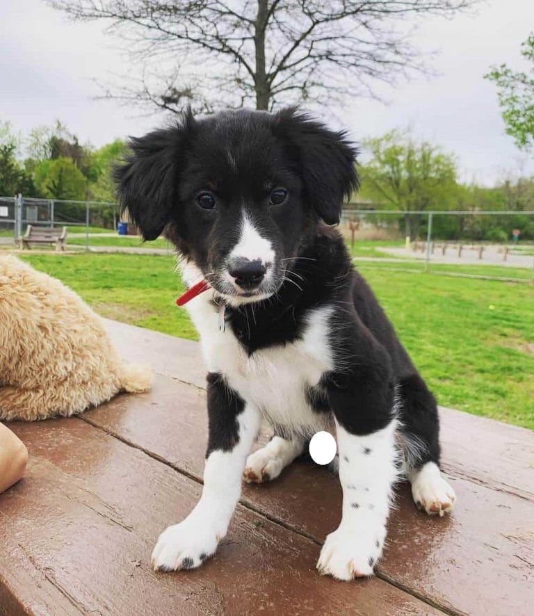 18 Utterly Gorgeous Shiba Inu Mixes You Need In Your Life - Page 6 of 6 ...