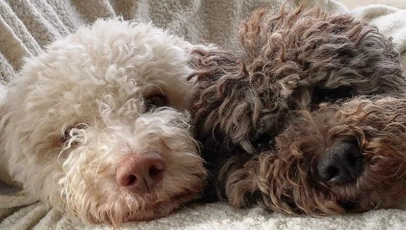 14 Interesting Facts About the Lagotto Romagnolo - PetPress
