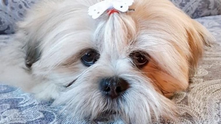 The 14 Golden Rules of Feeding Lhasa Apsos - PetPress