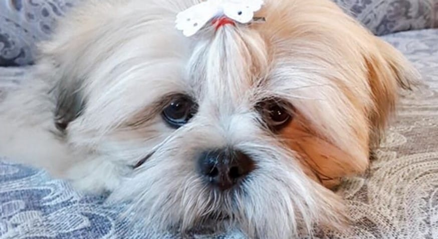 14 Realities That New Lhasa Apso Owners Must Accept