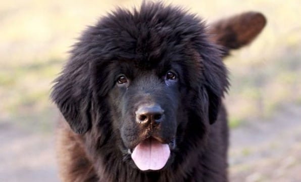 14 Things Only Newfoundland Owners Will Understand - PetPress