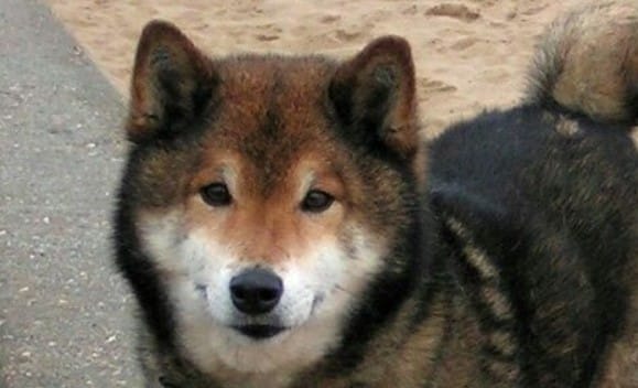 15 Books About Shiba Inu - PetPress
