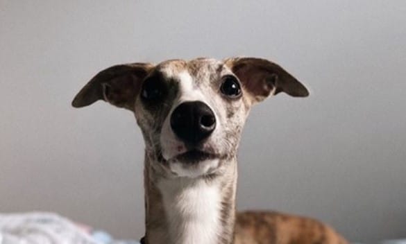14 Things Only Whippet Owners Will Understand - PetPress