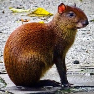 10 Things You (Probably) Didn't Know About Agoutis - PetPress