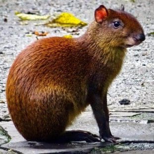 10 Things You (Probably) Didn't Know About Agoutis - PetPress