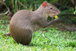 10 Things You (Probably) Didn't Know About Agoutis - PetPress