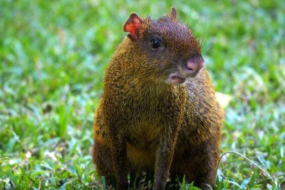 10 Things You (Probably) Didn't Know About Agoutis - PetPress