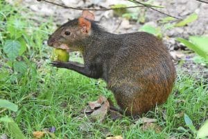 10 Things You (Probably) Didn't Know About Agoutis - PetPress