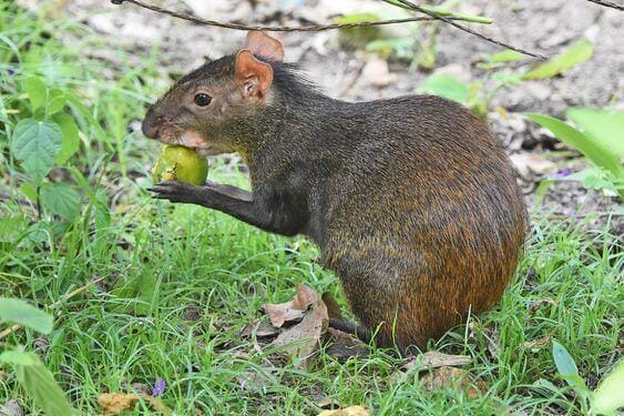 10 Things You (Probably) Didn't Know About Agoutis - PetPress