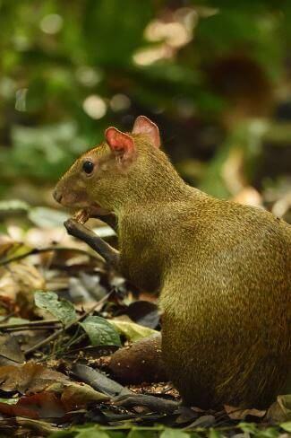 10 Things You (Probably) Didn't Know About Agoutis - PetPress