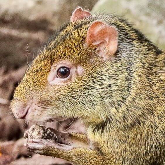 10 Things You (Probably) Didn't Know About Agoutis - PetPress