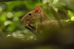 10 Things You (Probably) Didn't Know About Agoutis - PetPress