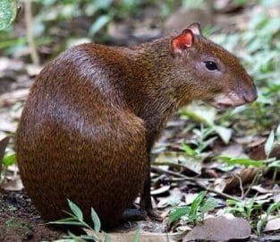 10 Things You (Probably) Didn't Know About Agoutis - PetPress