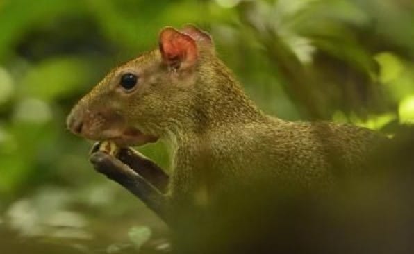 10 Things You (Probably) Didn't Know About Agoutis - PetPress