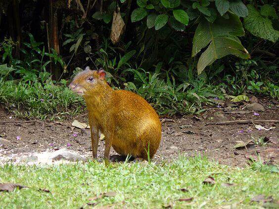 10 Things You (Probably) Didn't Know About Agoutis - PetPress