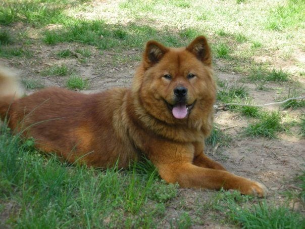18 Akita Inu Mixes - Popular Akita Cross Breeds (With Pictures) - PetPress
